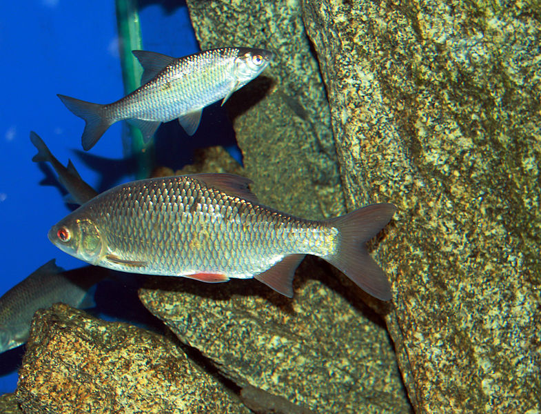 Plotice obecná - Katalog zvířatKatalog zvířat